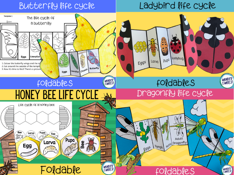Insect life cycles foldables bundle | Teaching Resources