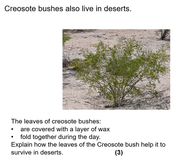 B16.5 Competition in plant | Teaching Resources