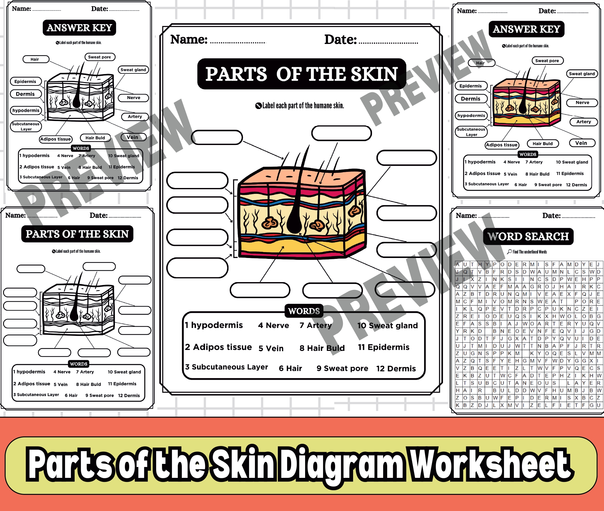 Human Skin Anatomy Worksheets,Labeling Diagram,Word Search,Coloring ...