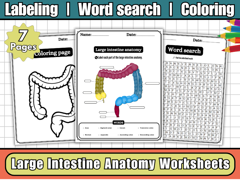 Large Intestine Anatomy Worksheets-Labeling Diagram,Word Search ...