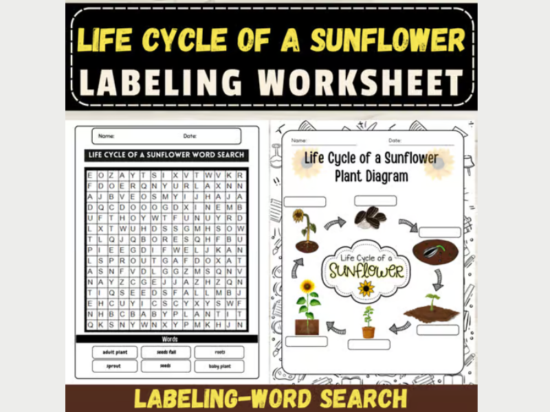 Label the Life Cycle of a Sunflower Plant: September Activities ...