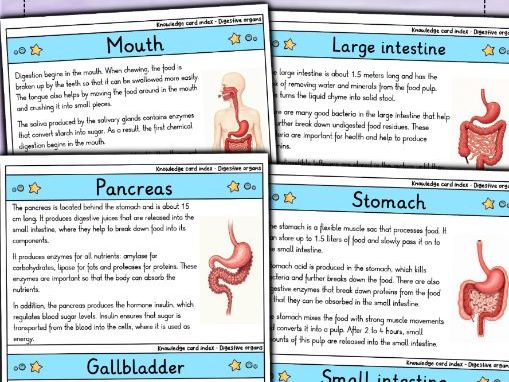 Digestive Organs - Flashcards | Biology | Structure & Functions ...