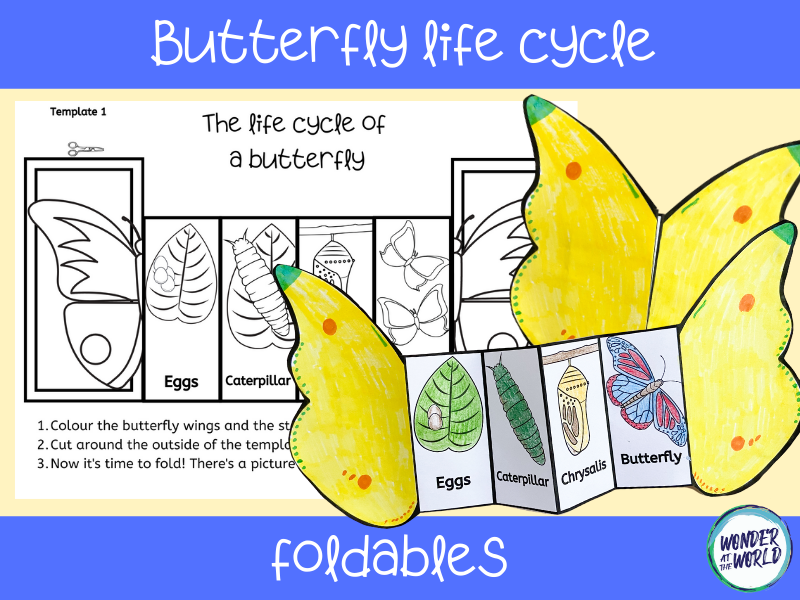 Butterfly Life Cycle Foldable at Jesse Sauers blog