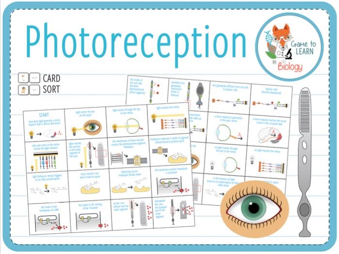 Photoreception in Rods - Card Sort (KS5) | Teaching Resources