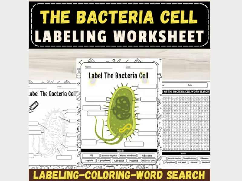 Label The Bacterial Cell Structure: Labeled Diagram September ...