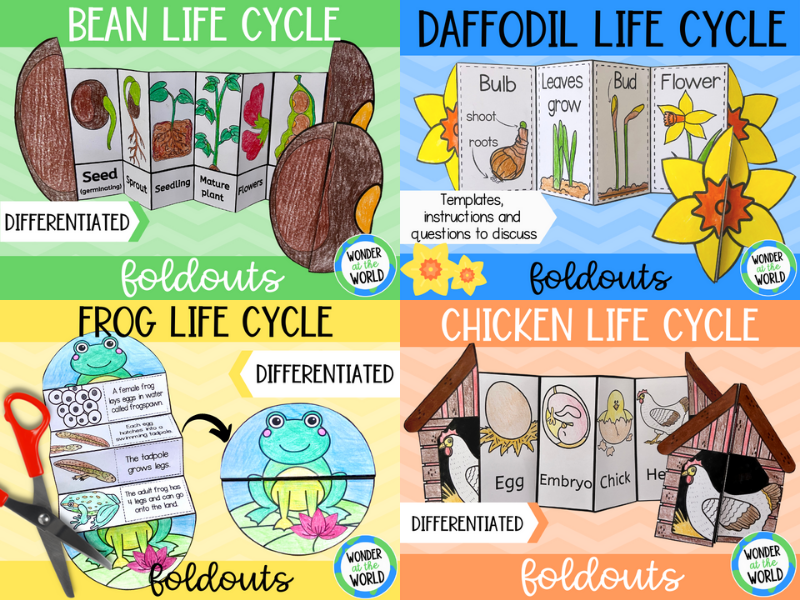 Spring life cycles science foldout bundle (bean, chicken, daffodil ...