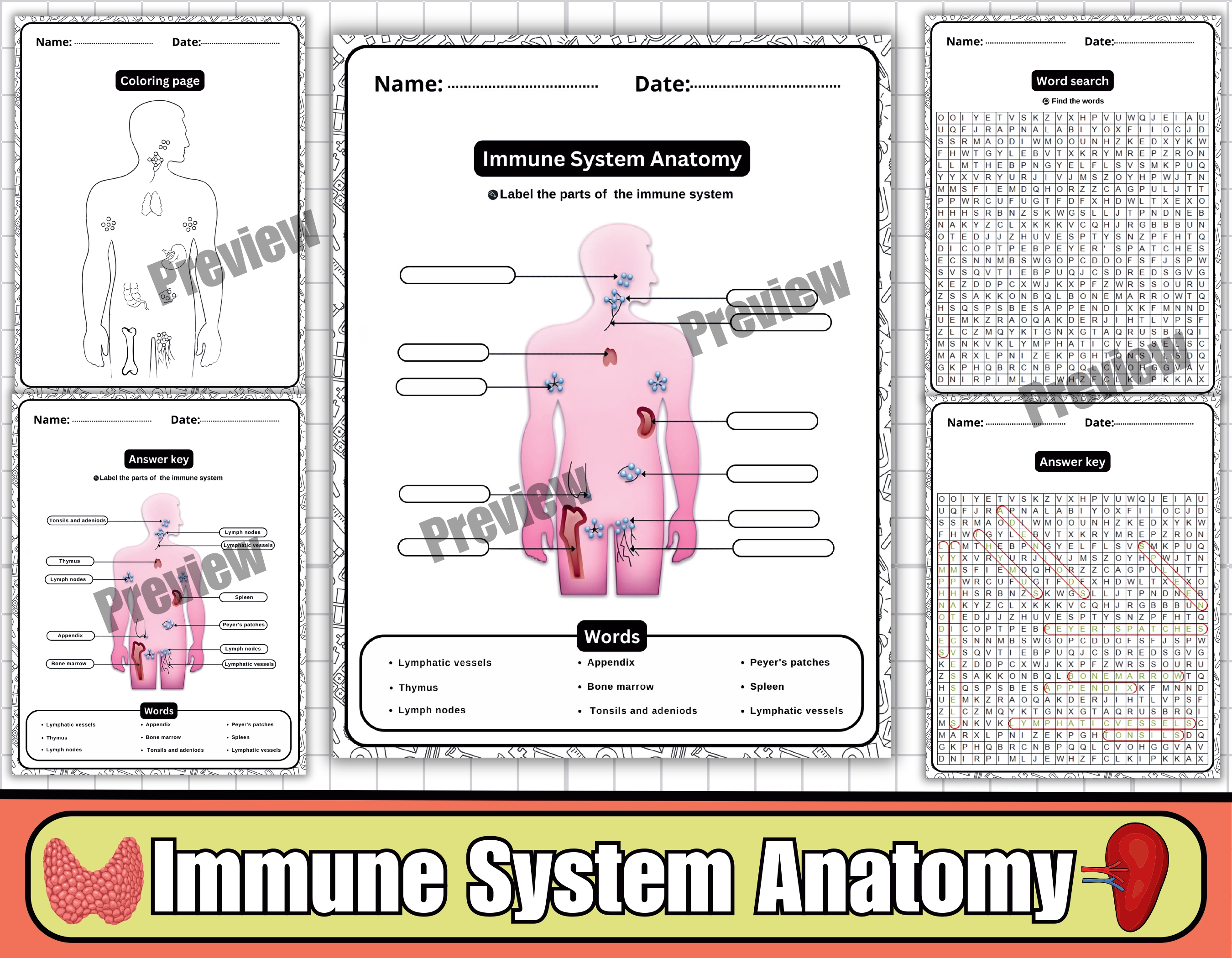 Immune System Anatomy Worksheets,Labeling Diagram,Word Search,Coloring ...