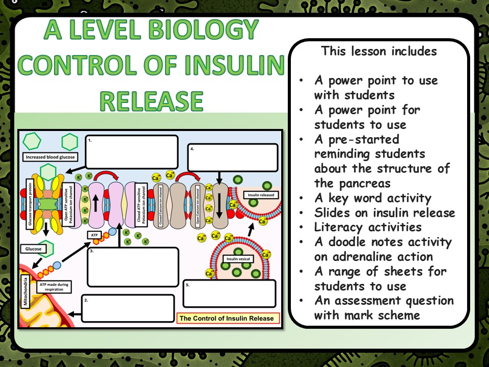 A Level Biology Regulating Insulin Release Lesson & Activities ...