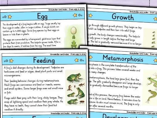 From Egg to Frog - Flashcards | Biology | Life Cycle & Metamorphosis ...