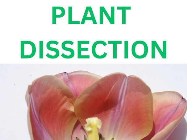 Flower Dissection Lab Middle School Science Activity Botany Teaching Flower Dissection Lab Middle School Science Activity Botany Teaching