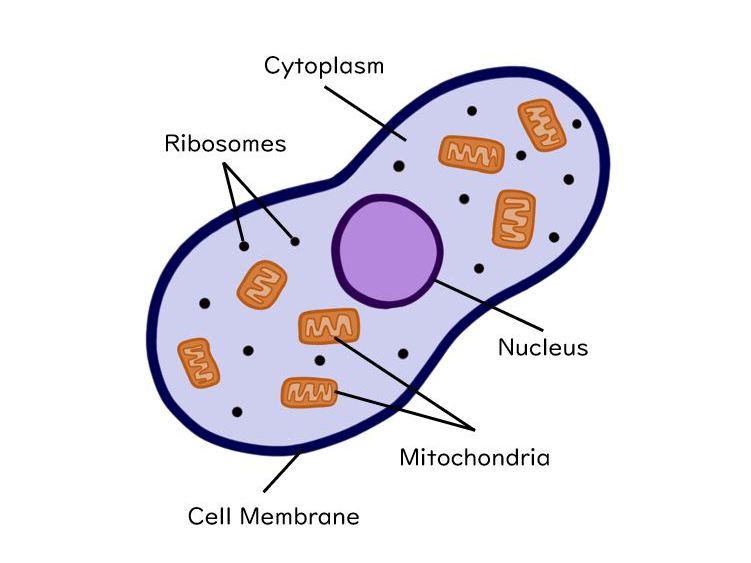 Cell Structure Slides And Worksheet GCSE Biology AQA Teaching Resources