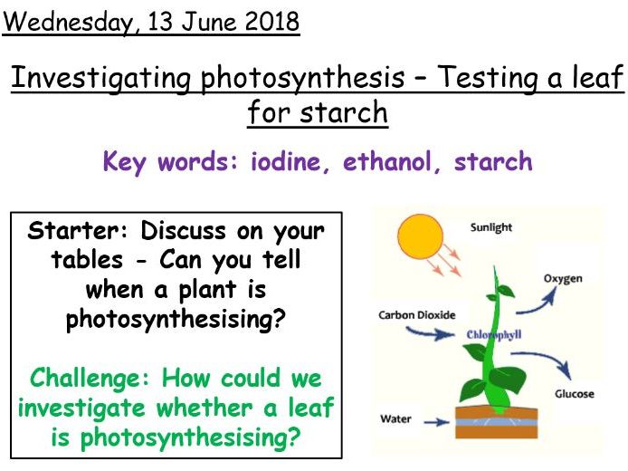 Testing a leaf for starch - Year 8 Activate Science | Teaching Resources