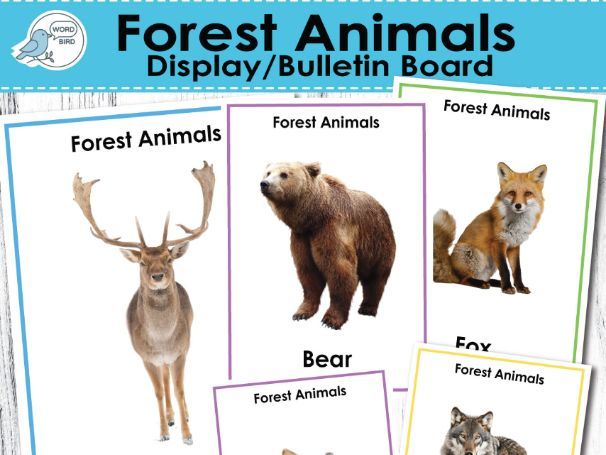 FOREST ANIMALS Classroom Display | Real Photo Posters | 20 Pages ...