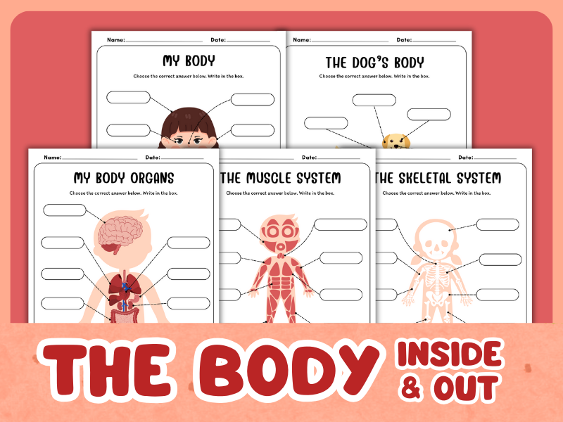 The Body Inside and Out : Body Parts Activity | Teaching Resources