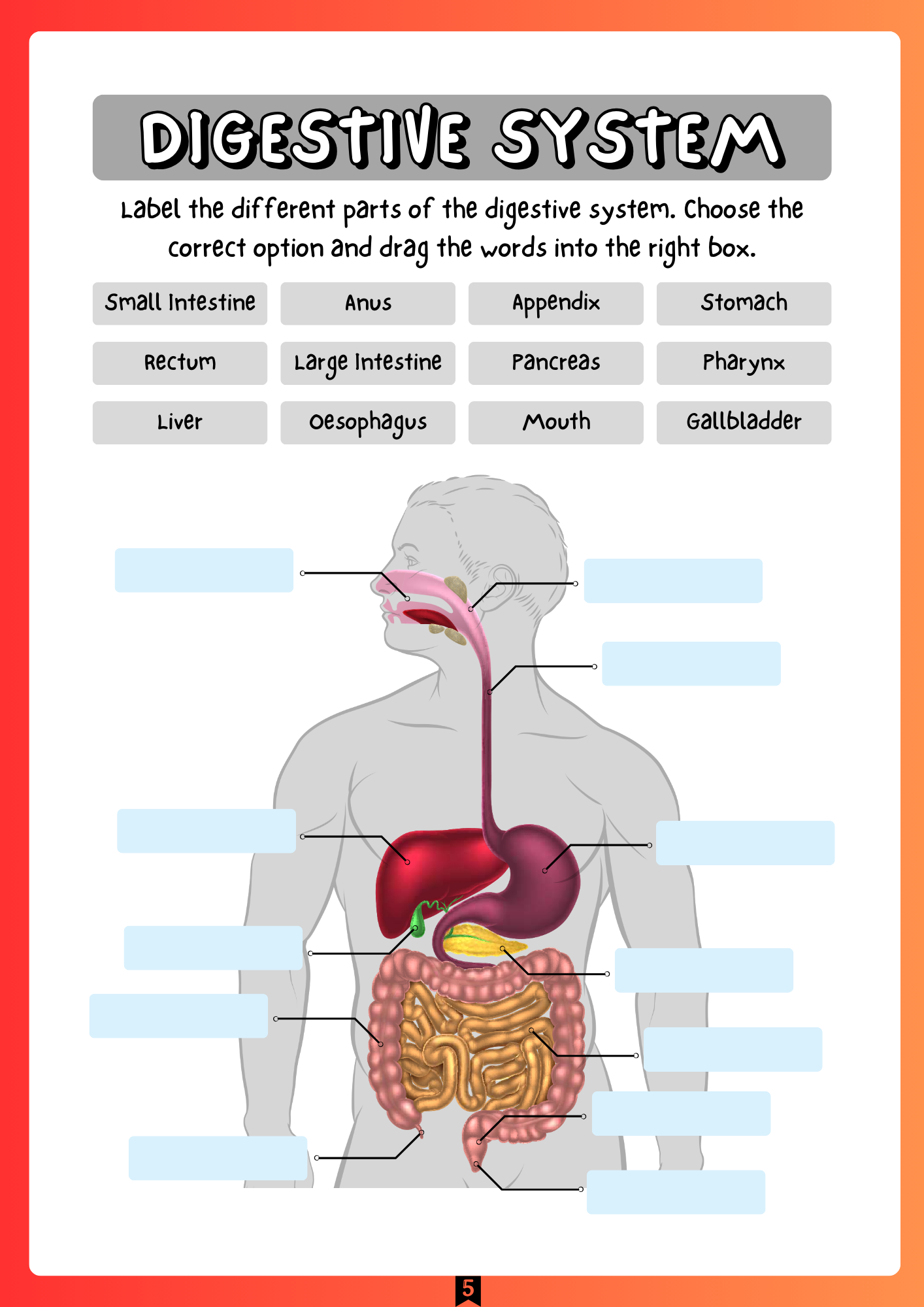 The Digestive System | Teaching Resources