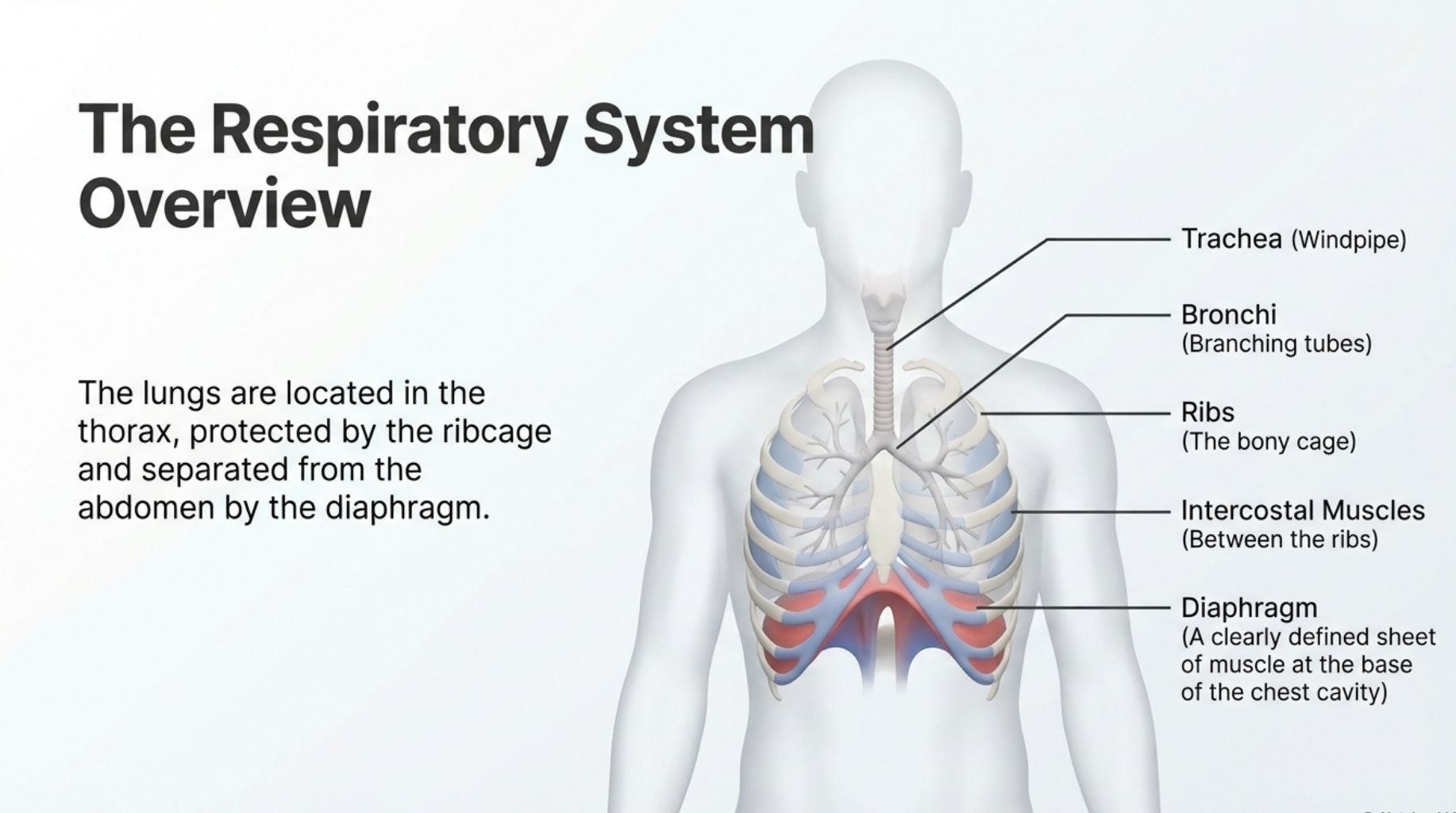 Lungs Lesson – GCSE Biology | Respiratory System & Gas Exchange ...