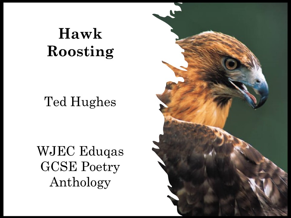 Hawk Roosting | Teaching Resources