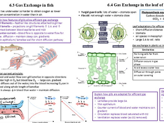 AQA A-Level Biology chapter 6 summary notes | Teaching Resources