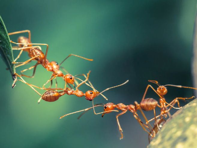 English Functional Lesson_Ants_TAN | Teaching Resources