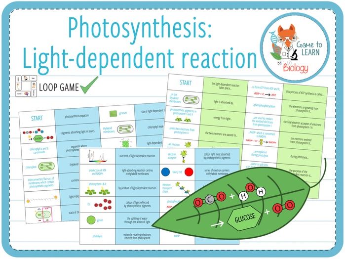 Photosynthesis: Light-dependent reaction - 2x Loop Games (KS5 ...