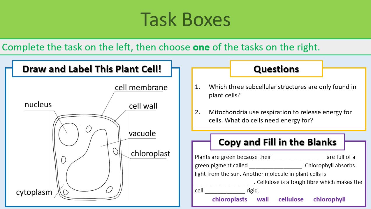 KS3 ~ Year 7 ~ Plant and Animal Cells Lesson | Teaching Resources
