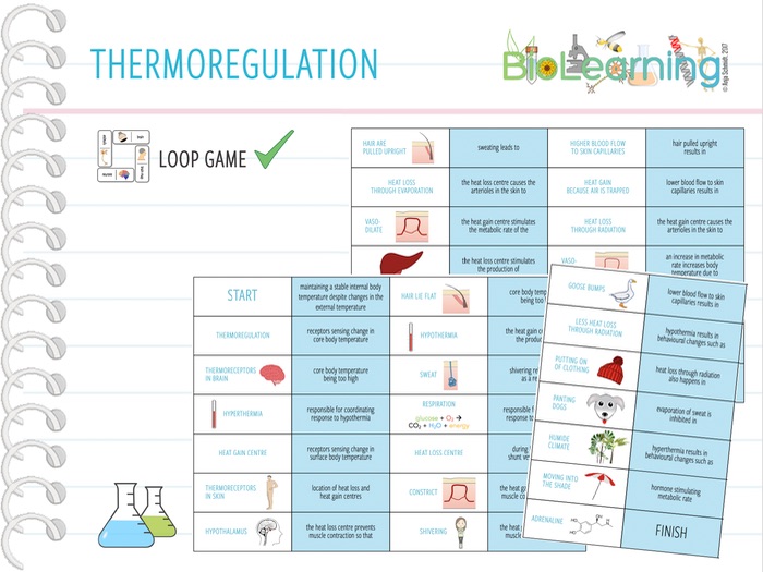Thermoregulation - Large Loop Game (KS5) | Teaching Resources