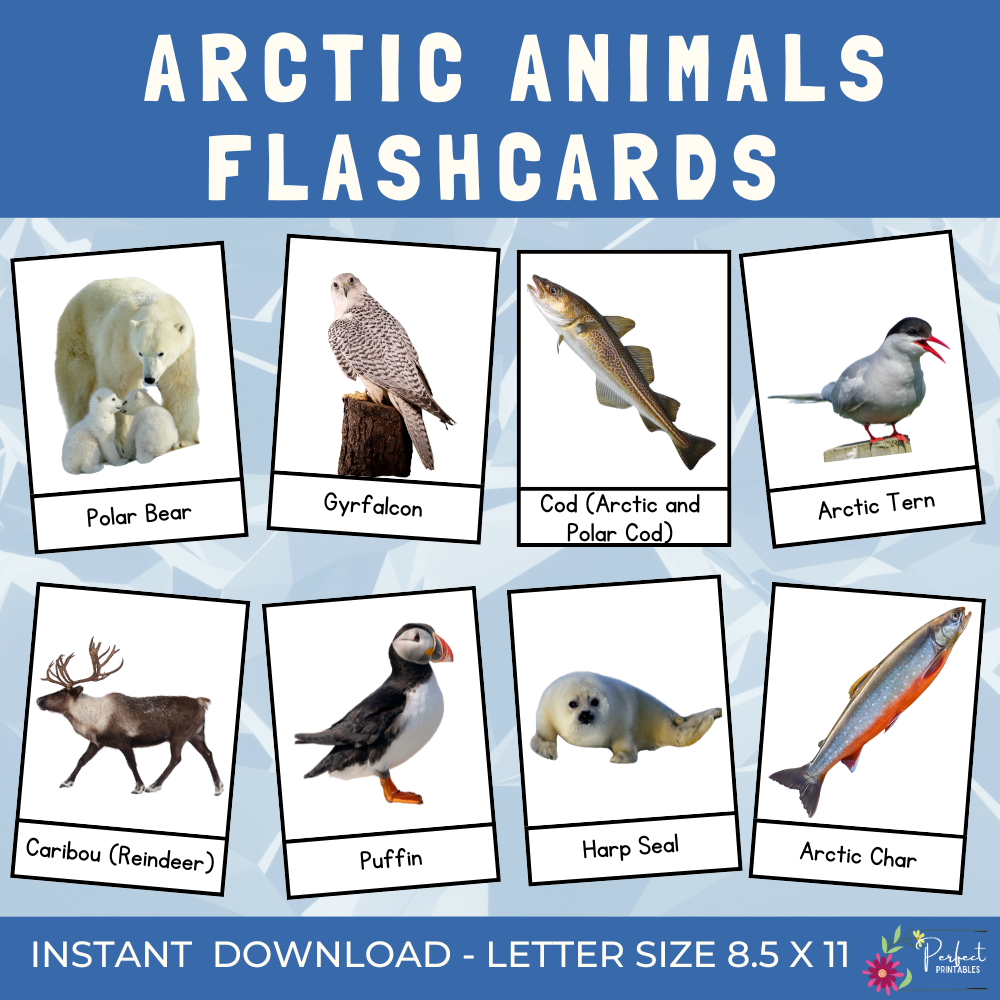Arctic Animals Flashcards - Winter Polar Animal 3 Parts Montessori ...