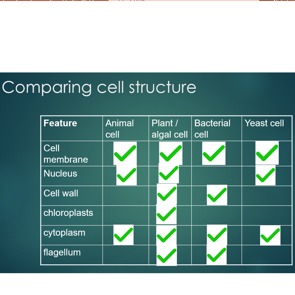 B1.3 Eukaryotic and prokaryotic cells | Teaching Resources