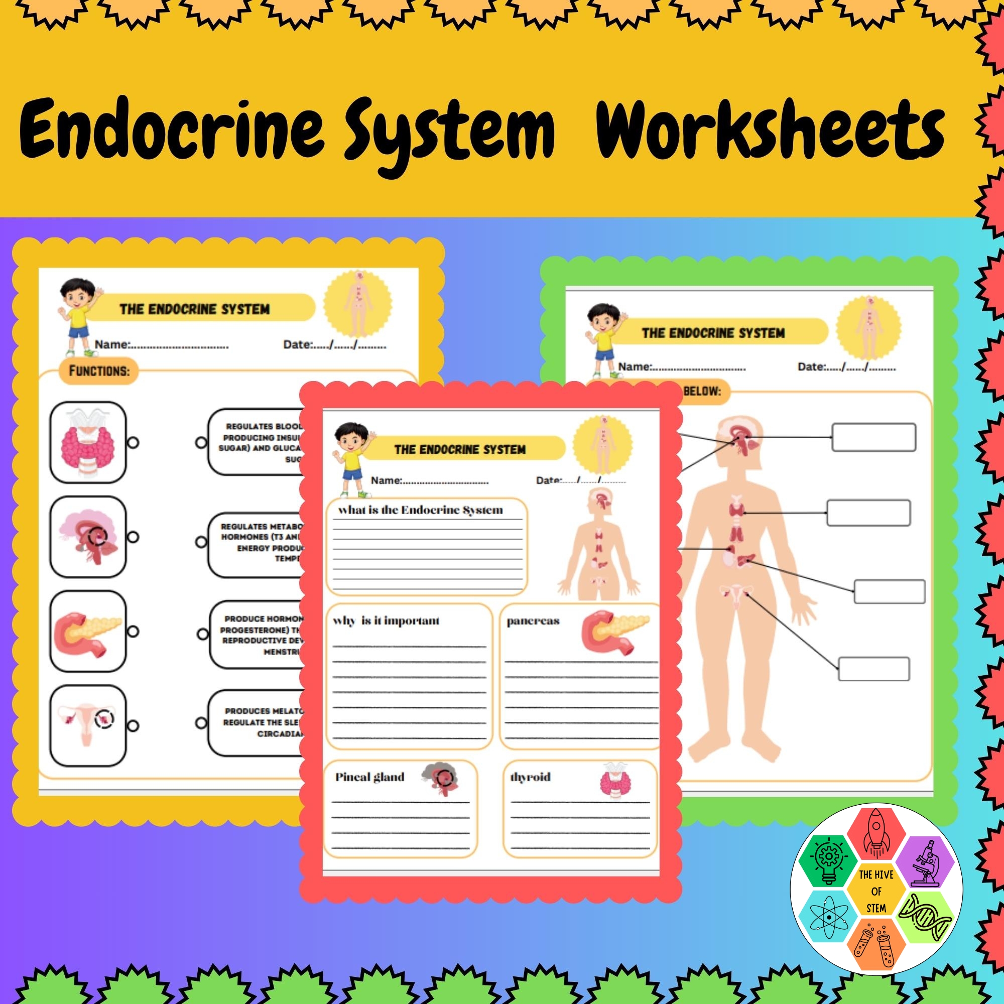 Human Body Systems | Endocrine System | Worksheets and activities ...