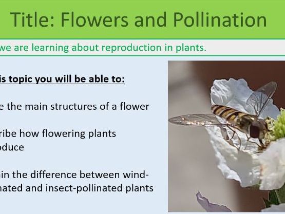 KS3 ~ Year 7 ~ Reproduction B1c Biology | Teaching Resources