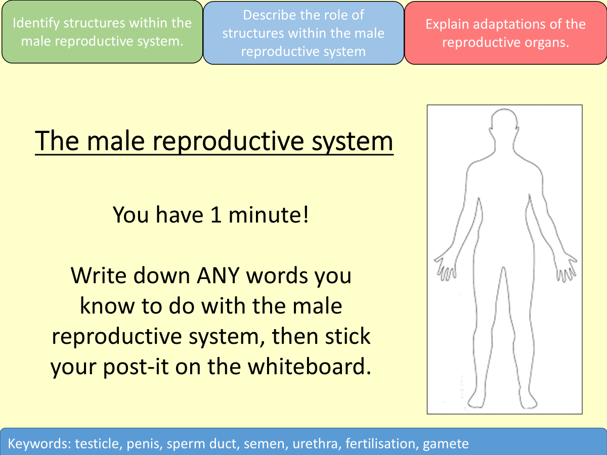 Male human reproductive system KS3 | Teaching Resources