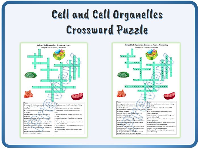 Cell And Cell Organelles Crossword Puzzle Worksheet Activity