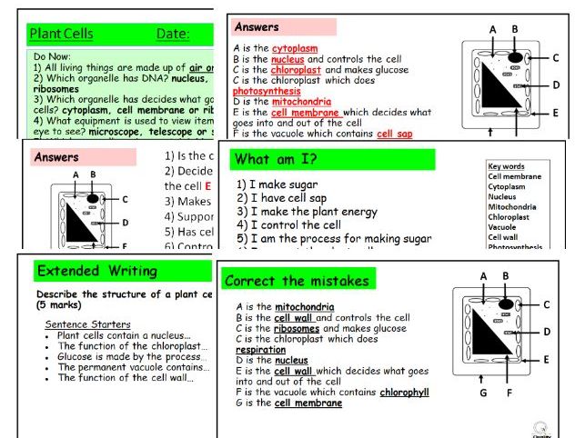KS3 Plant Cells Complete Lessons with Scaffolded Worksheets | Teaching ...