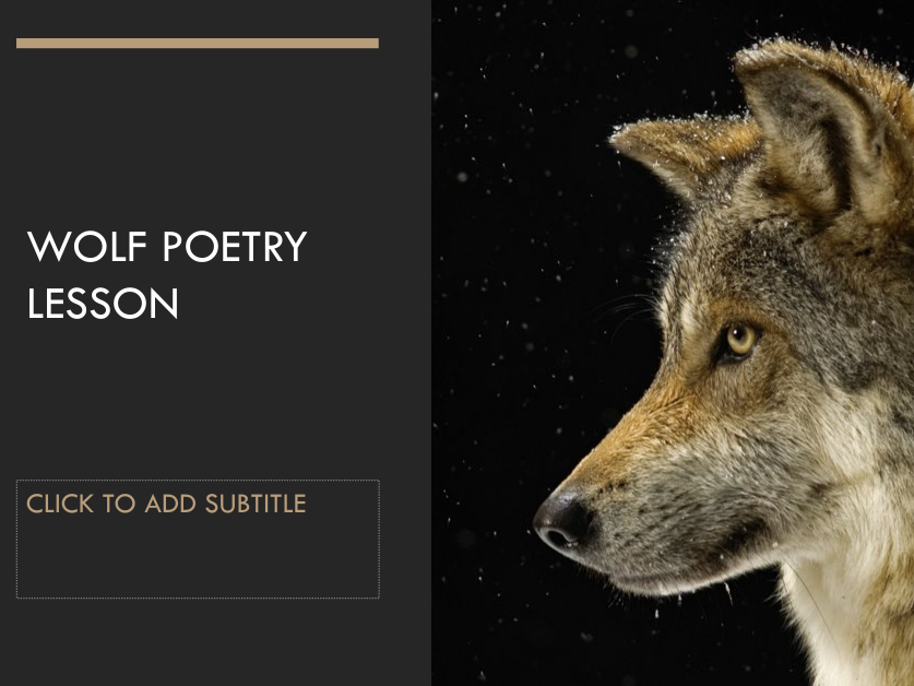 Wolves Poetry Session Powerpoint | Teaching Resources