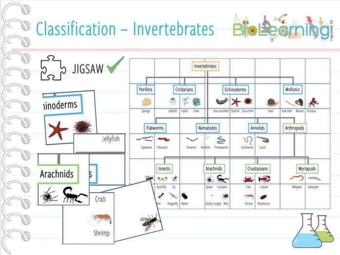 Invertebrates - Jigsaw Puzzle (KS2/3) | Teaching Resources