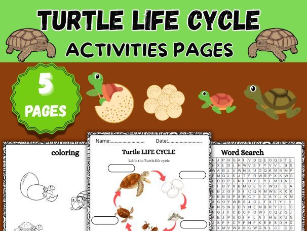 Turtle Life Cycle Worksheetst|Activities | Teaching Resources