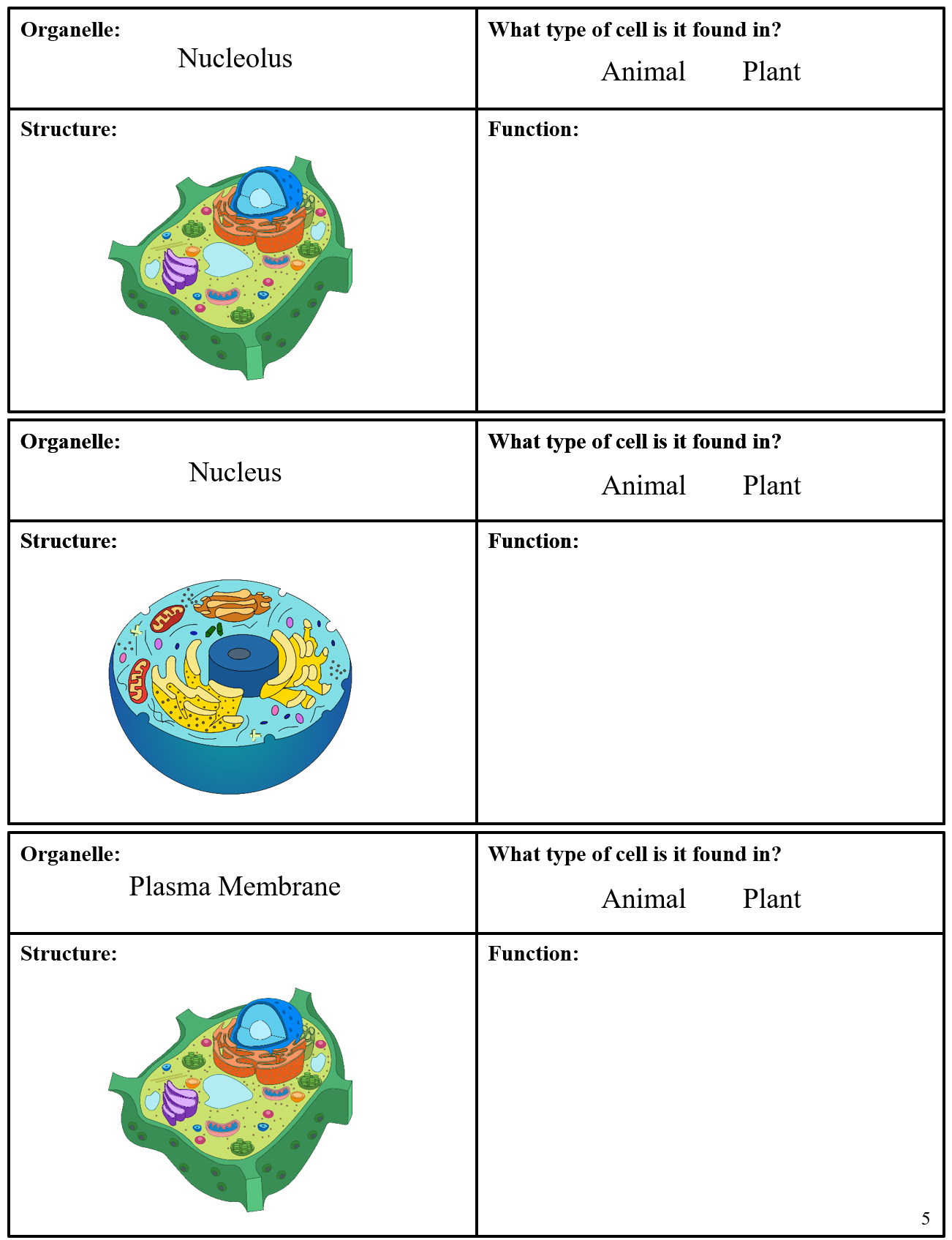 Cell Book Activity with rubric and answer key | Teaching Resources
