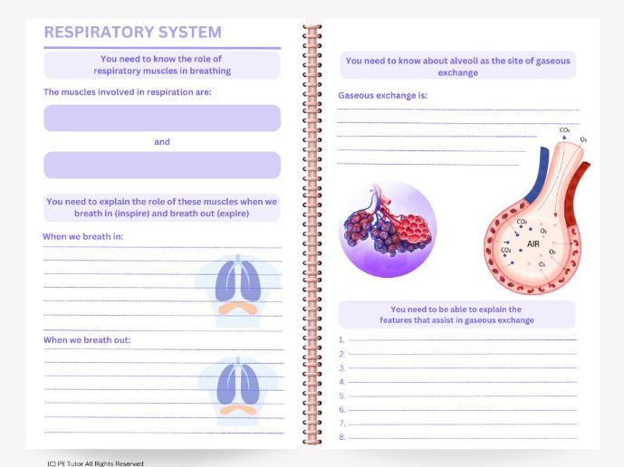 Science Gcse AQA GCSE PE: Revision Worksheets - Respiratory System ...