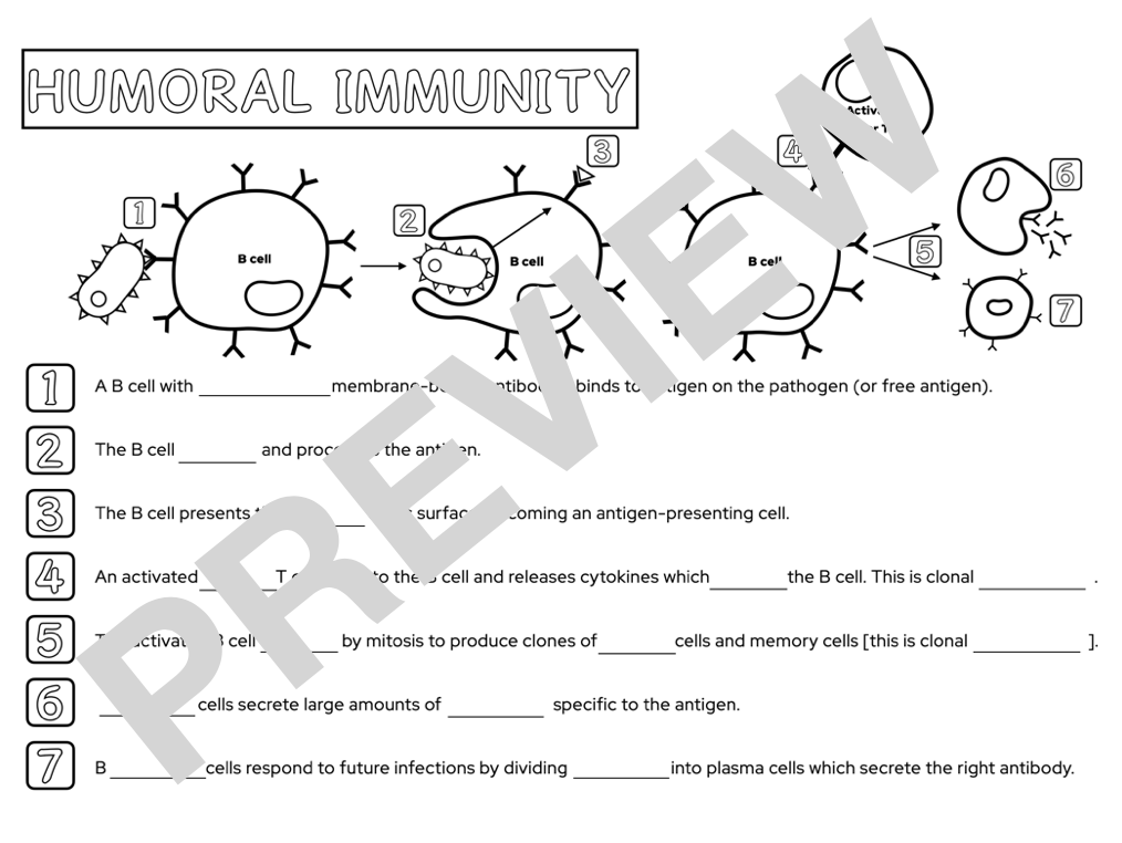 Immune Response A-level Biology Summary Worksheets | Teaching Resources