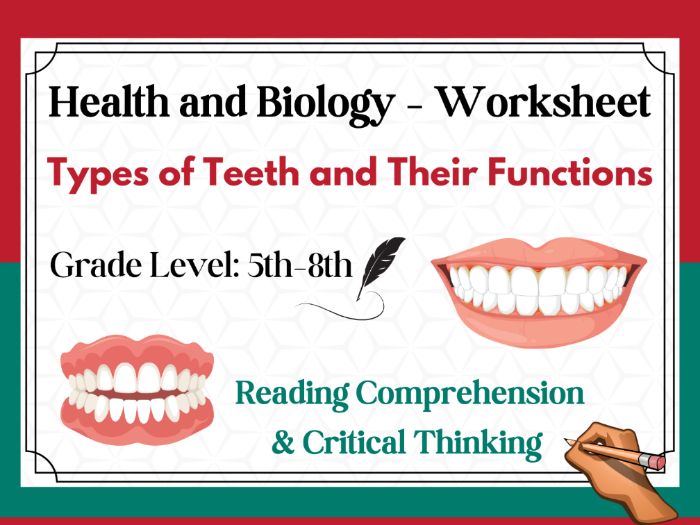 Types of Teeth and Their Functions: Reading Comprehension Passages ...