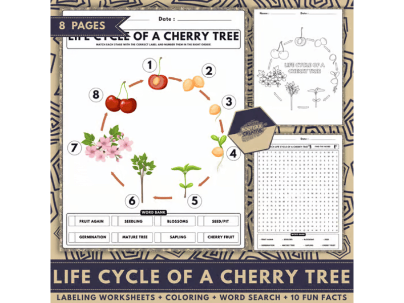Life Cycle of a Cherry Tree – Labeling | Word Search & Coloring | | Science | Teaching Resources