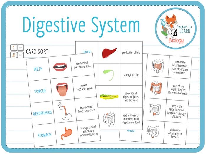 Digestive system - Card sort (KS3/4) | Teaching Resources