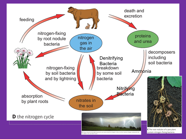 Edexcel SB9 The Nitrogen Cycle Complete Lesson – GCSE Combined/ Biology ...