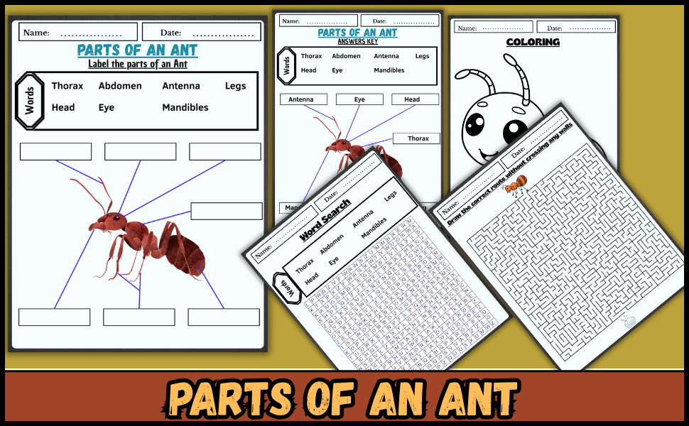 Parts of an Ant Worksheet | Insect Anatomy Labeling Activity | Teaching ...