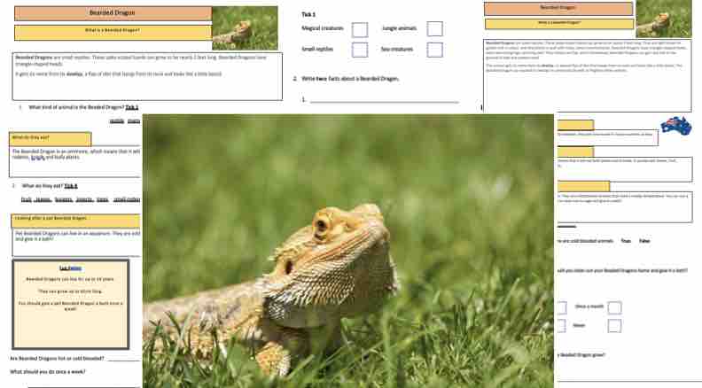 Bearded Dragon Fact File Reading Comprehension | Teaching Resources