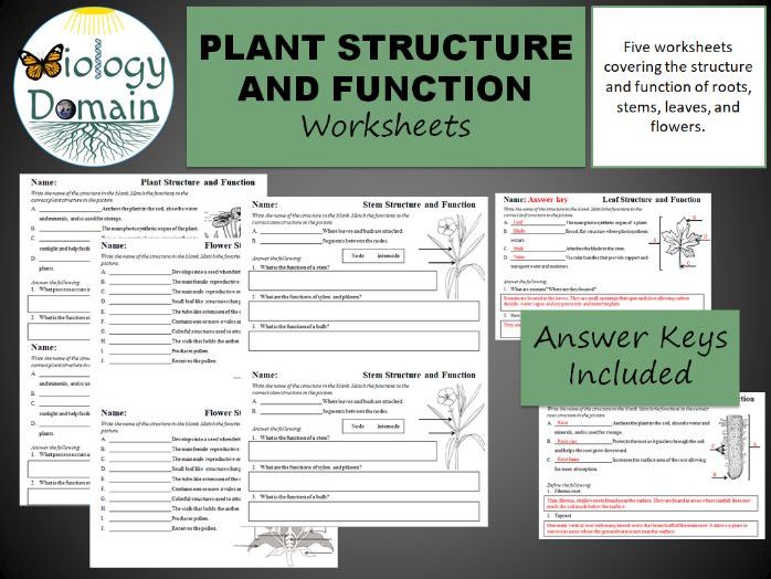 Plant Structure And Function Worksheets Teaching Resources