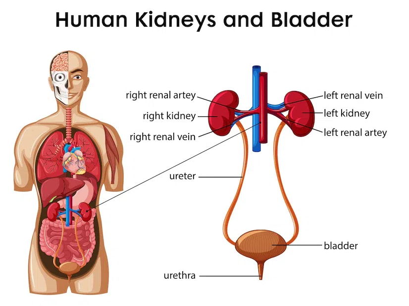 Excretion In Humans Teaching Resources