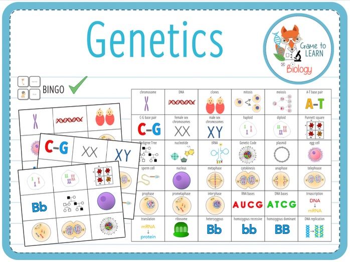 Genetics - Bingo Cards (KS4) | Teaching Resources