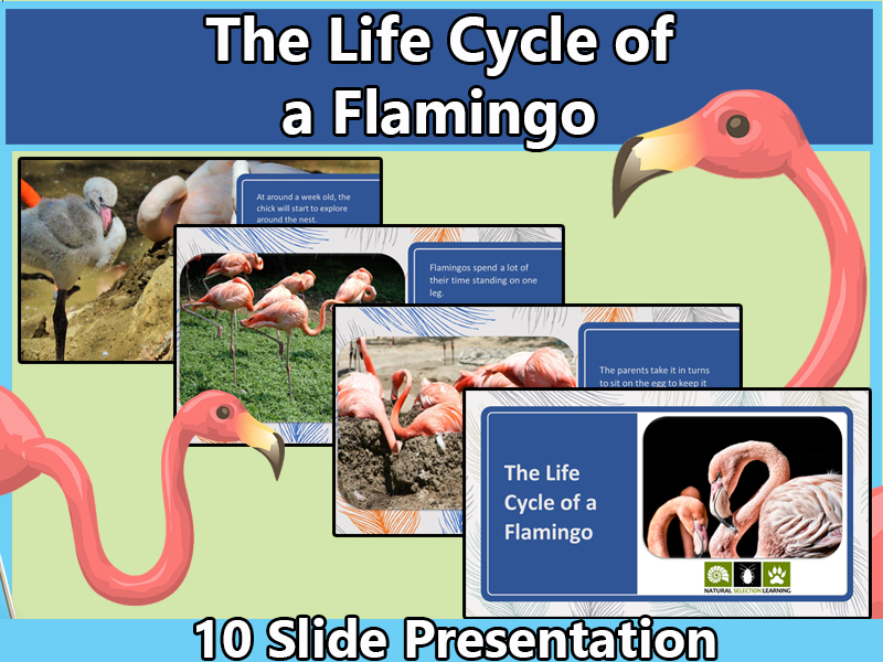 Flamingo Life Cycle PowerPoint KS2 by Gdwaters1 | Teaching Resources