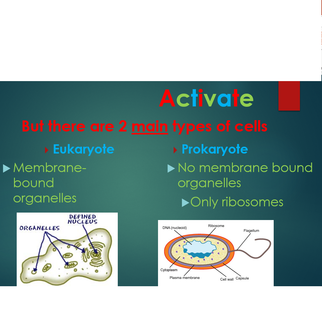 B13 Eukaryotic And Prokaryotic Cells Teaching Resources